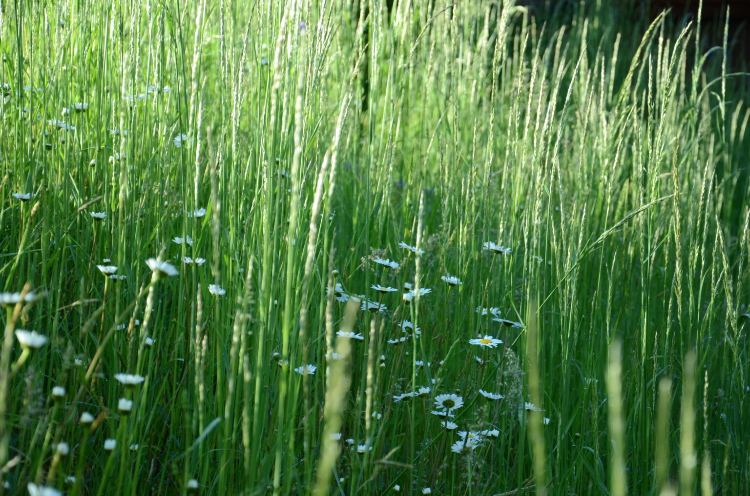 GreeNet